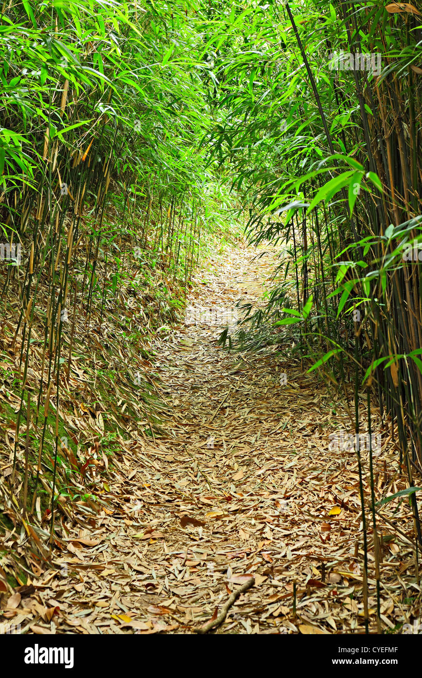 bamboo forest path Stock Photo - Alamy