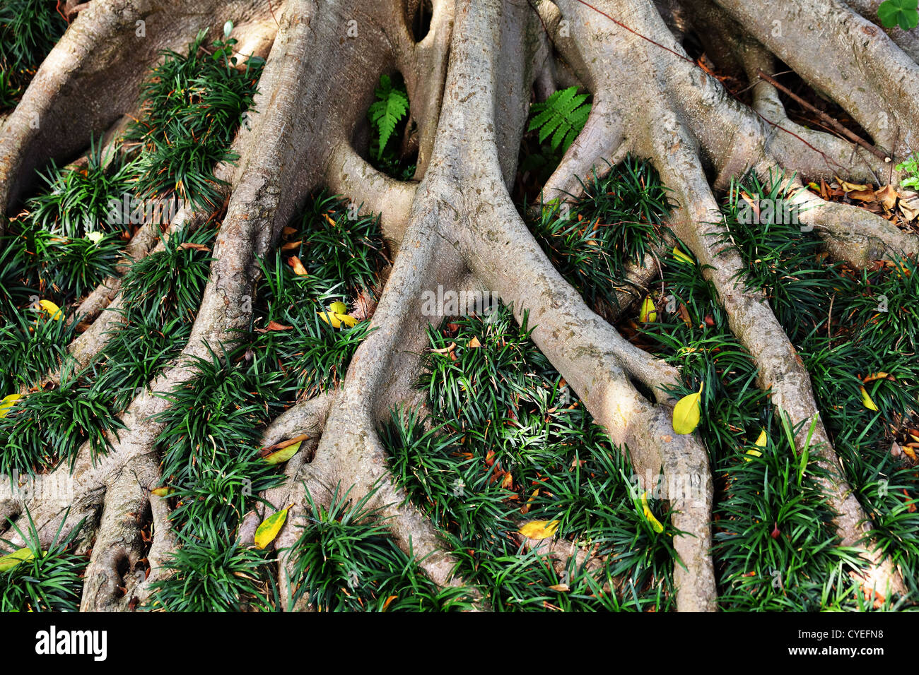 Mature root system hi-res stock photography and images - Alamy