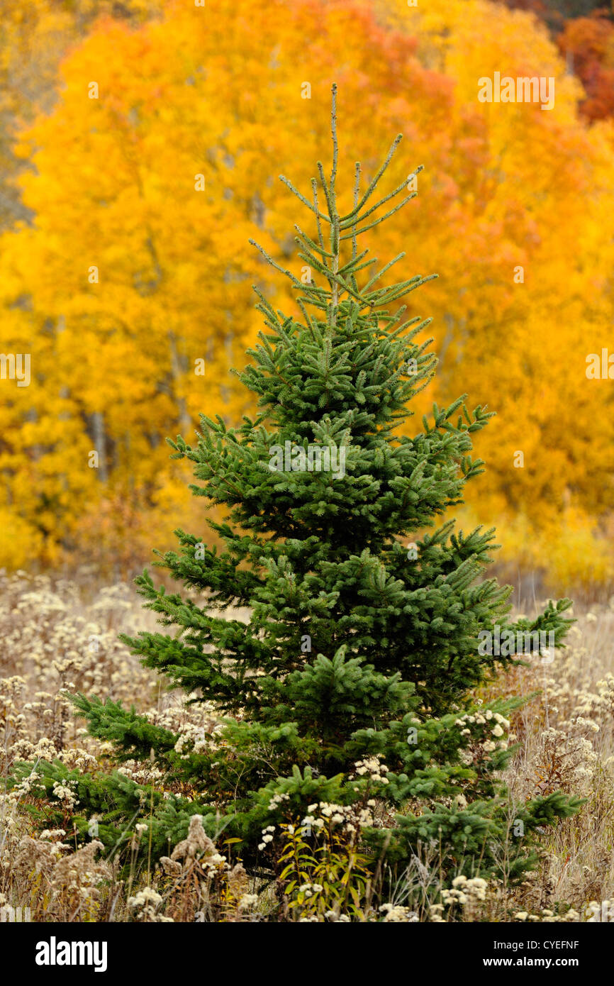 Spruce tree in meadow, with autumn aspen background, Greater Sudbury ...