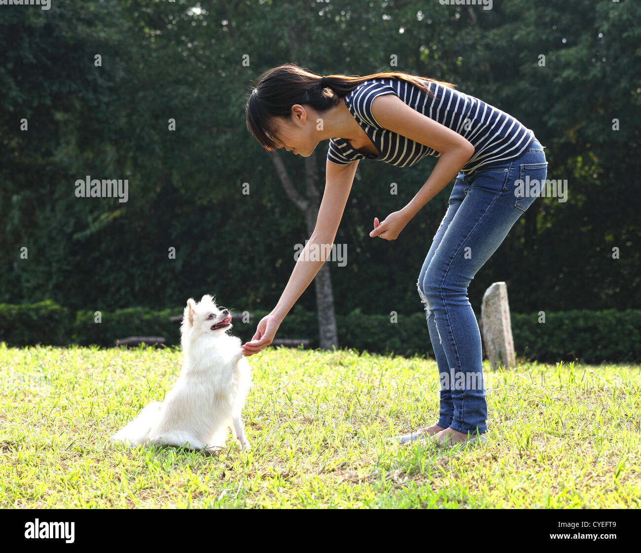 woman train her dog Stock Photo - Alamy