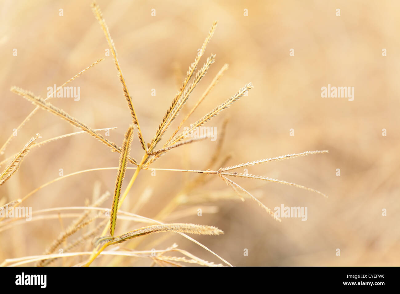 yellow autumn grass Stock Photo - Alamy