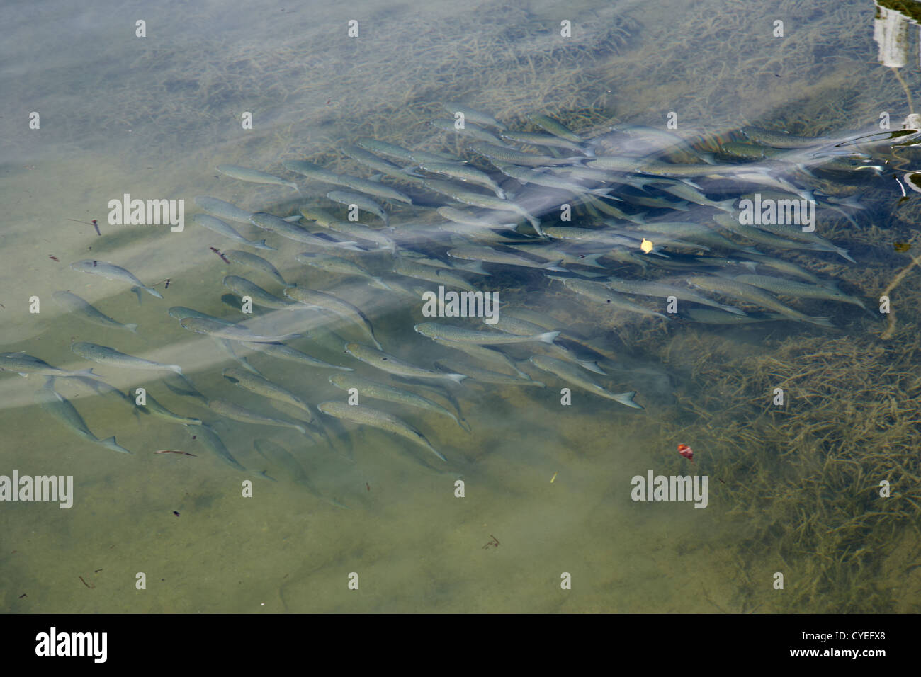 shoal of silver mullet fish swimming in the shallows islamorada florida ...