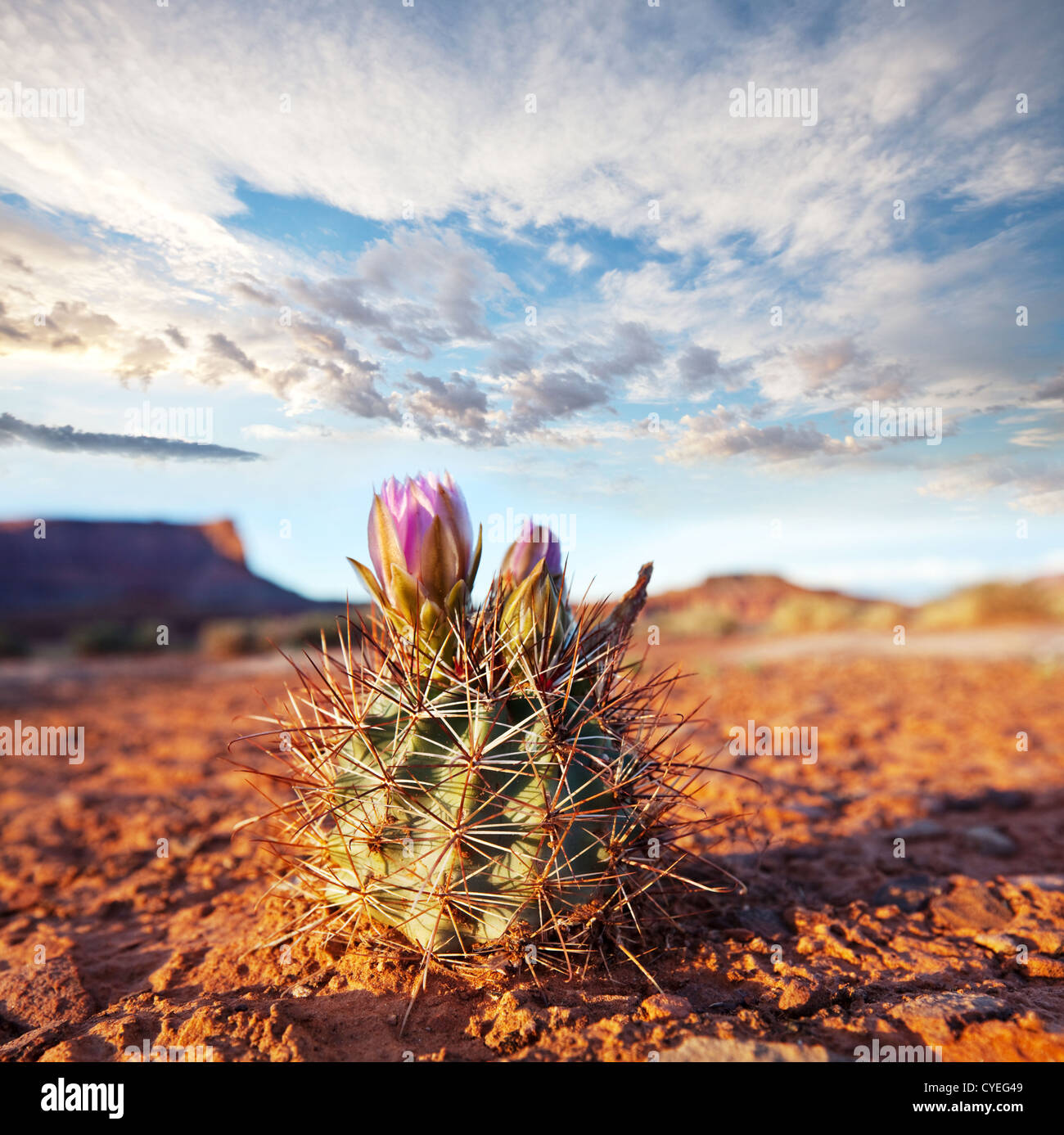 Cactus natural hi-res stock photography and images - Alamy