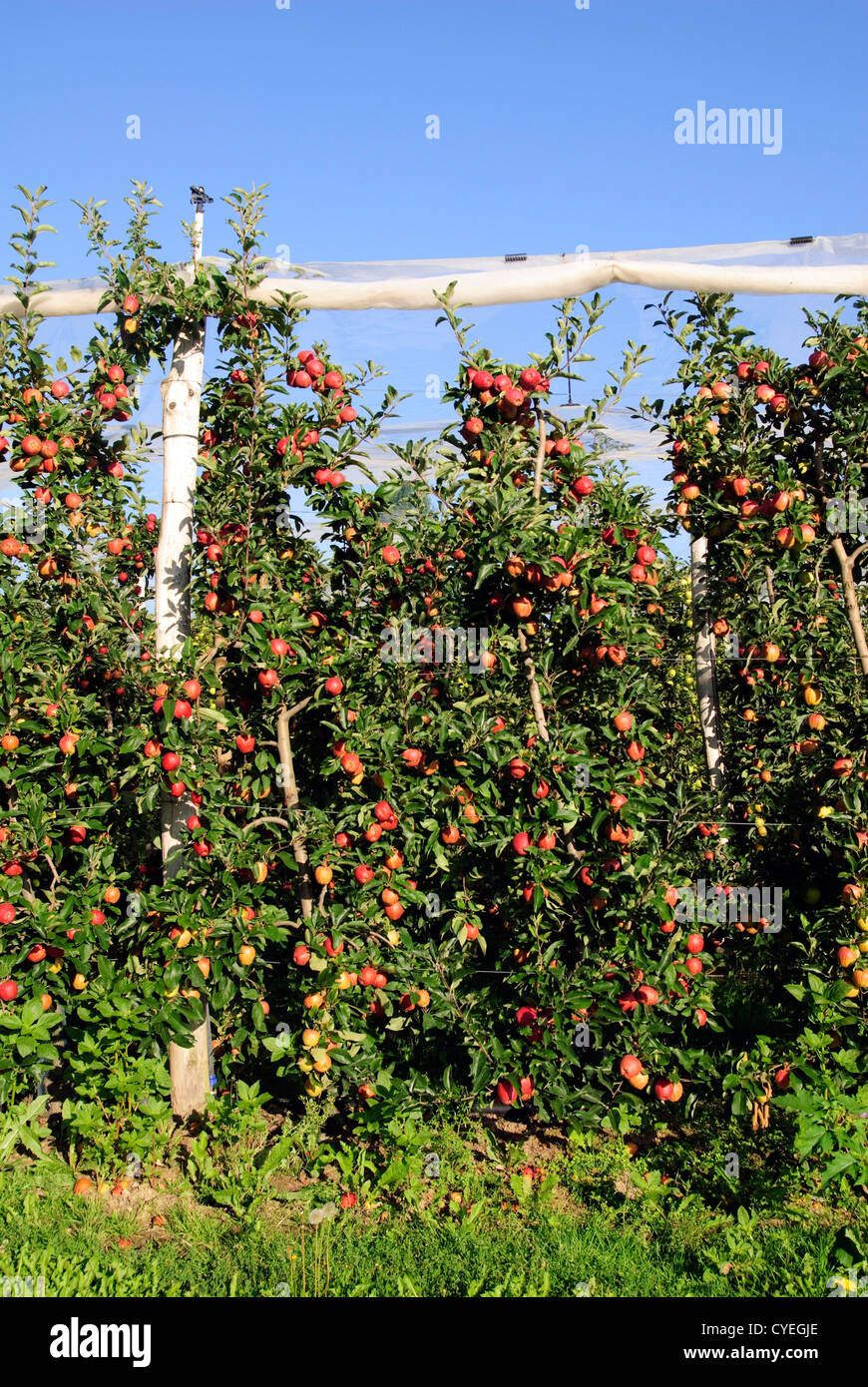 Apple farm france hi-res stock photography and images - Alamy