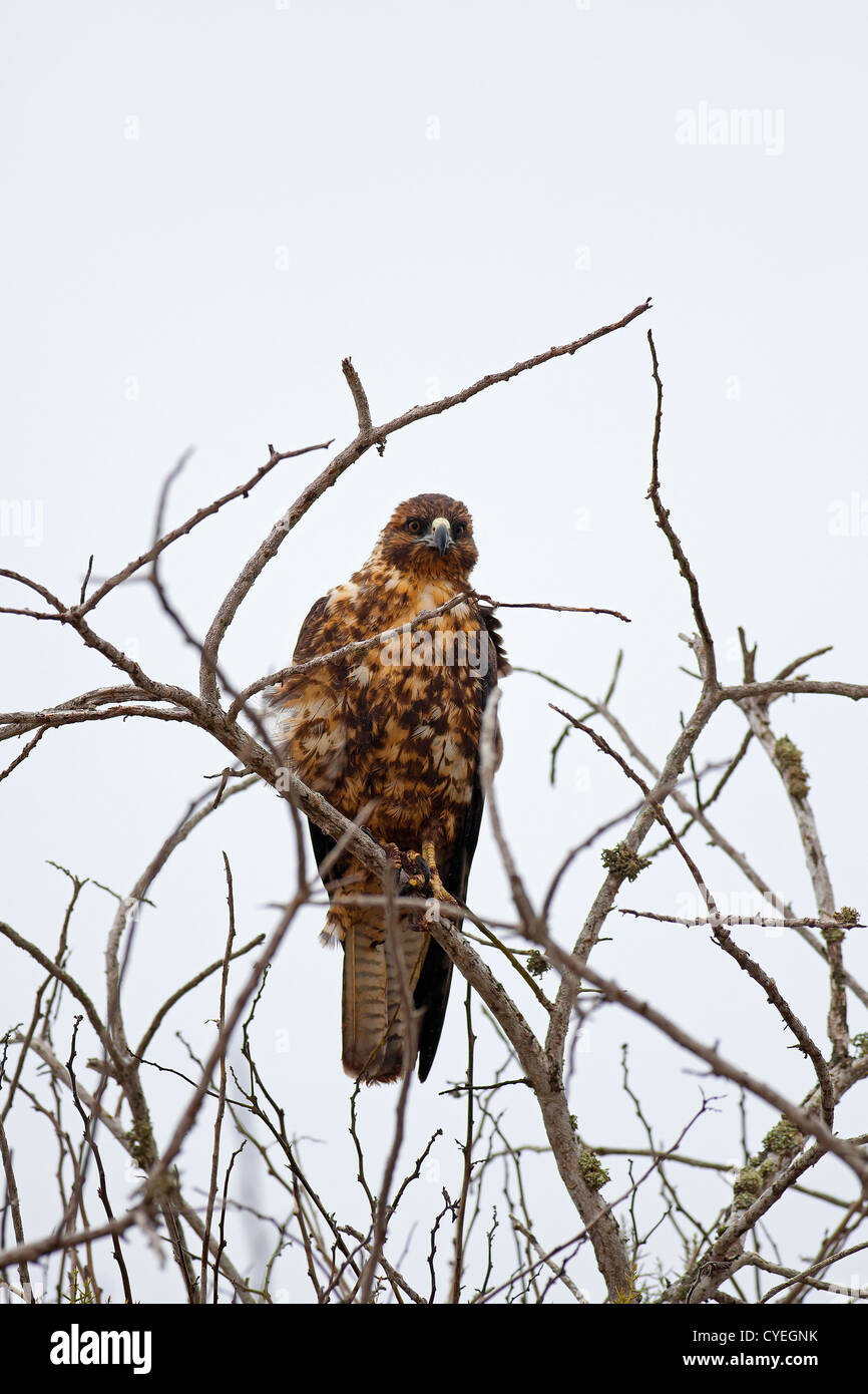 Galapagos Hawk on a rainy day, Santa Fe Stock Photo - Alamy