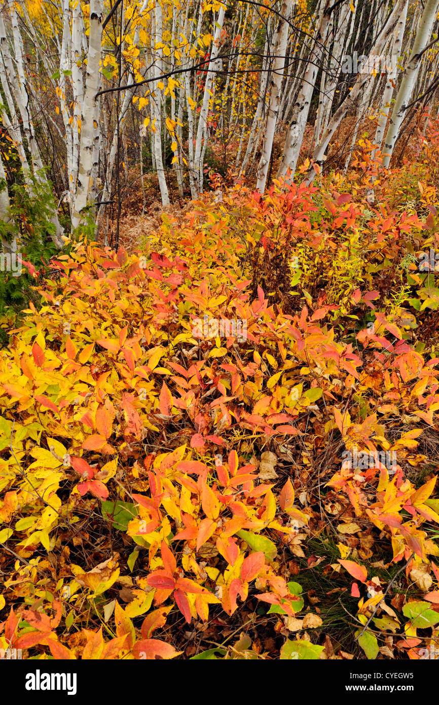 Birch woodlot with honeysuckle in understory in autumn, Greater Sudbury ...