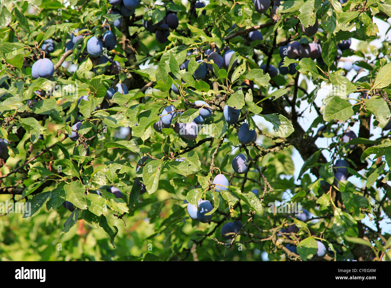 Plenty Of Plums On Plum Tree Stock Photo - Alamy