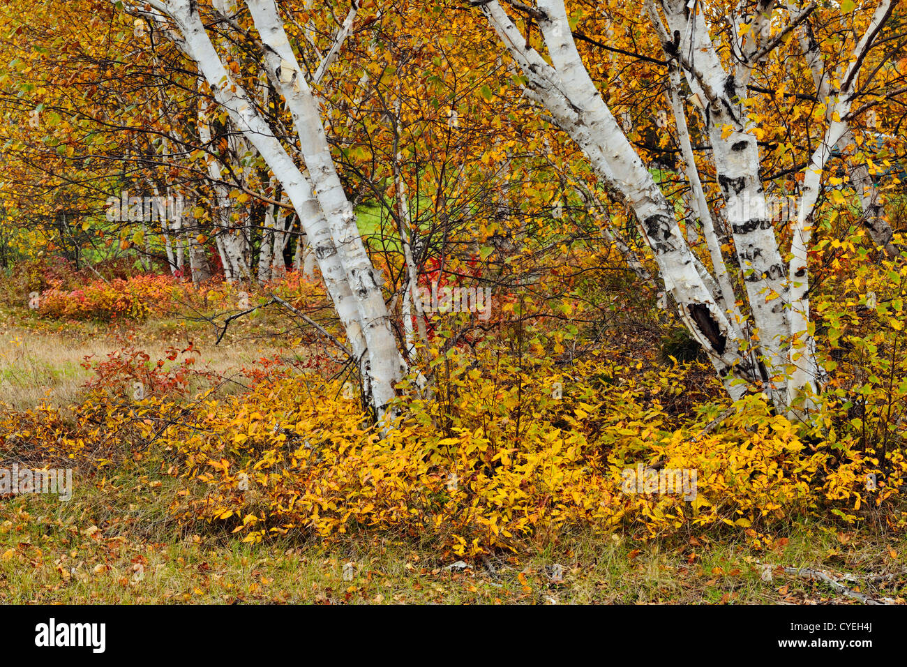 Meadow's edge with birch trees in autumn, Greater Sudbury, Ontario ...