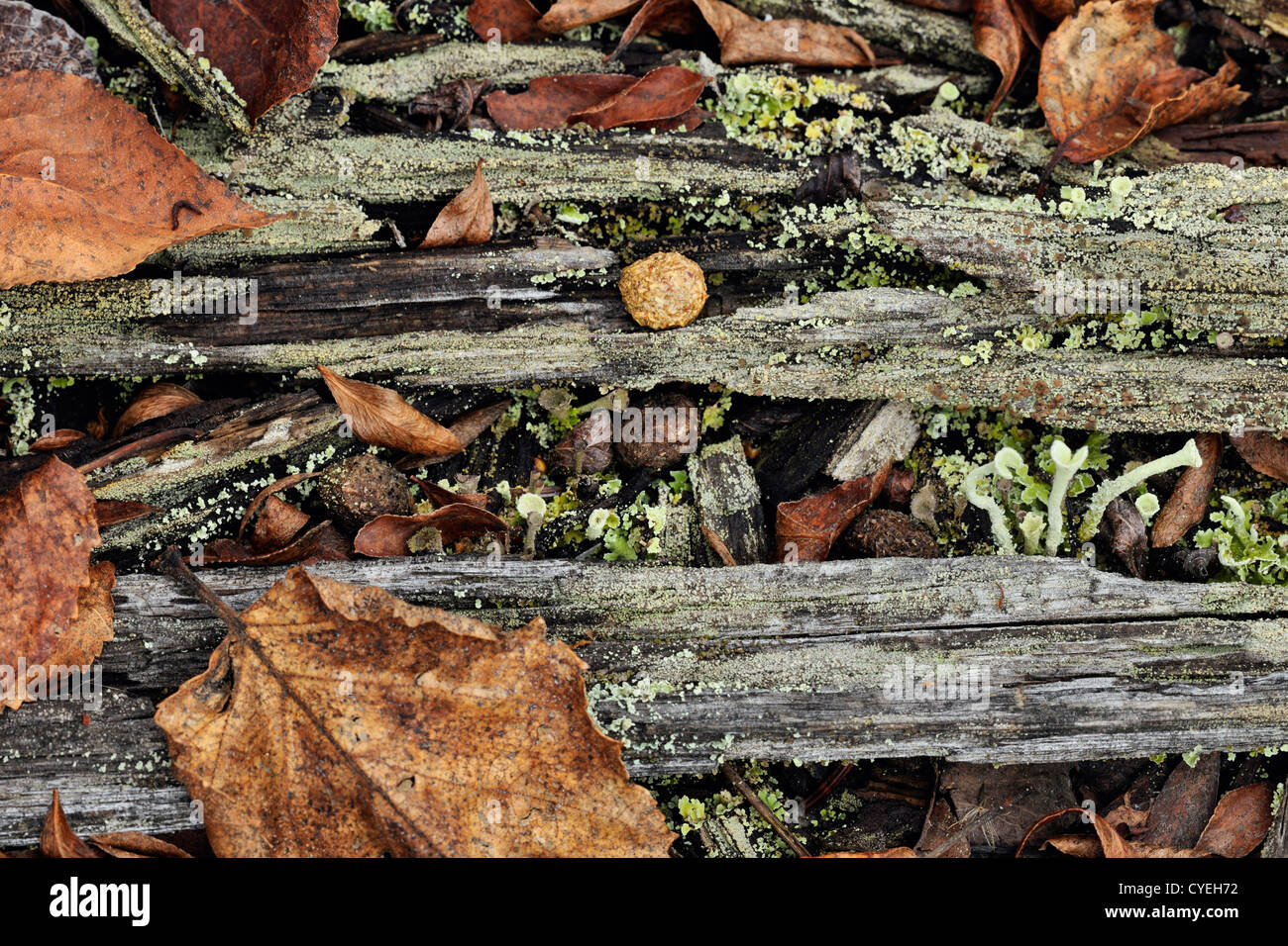 Dead, decaying wood in leaf litter, Greater Sudbury, Ontario, Canada ...