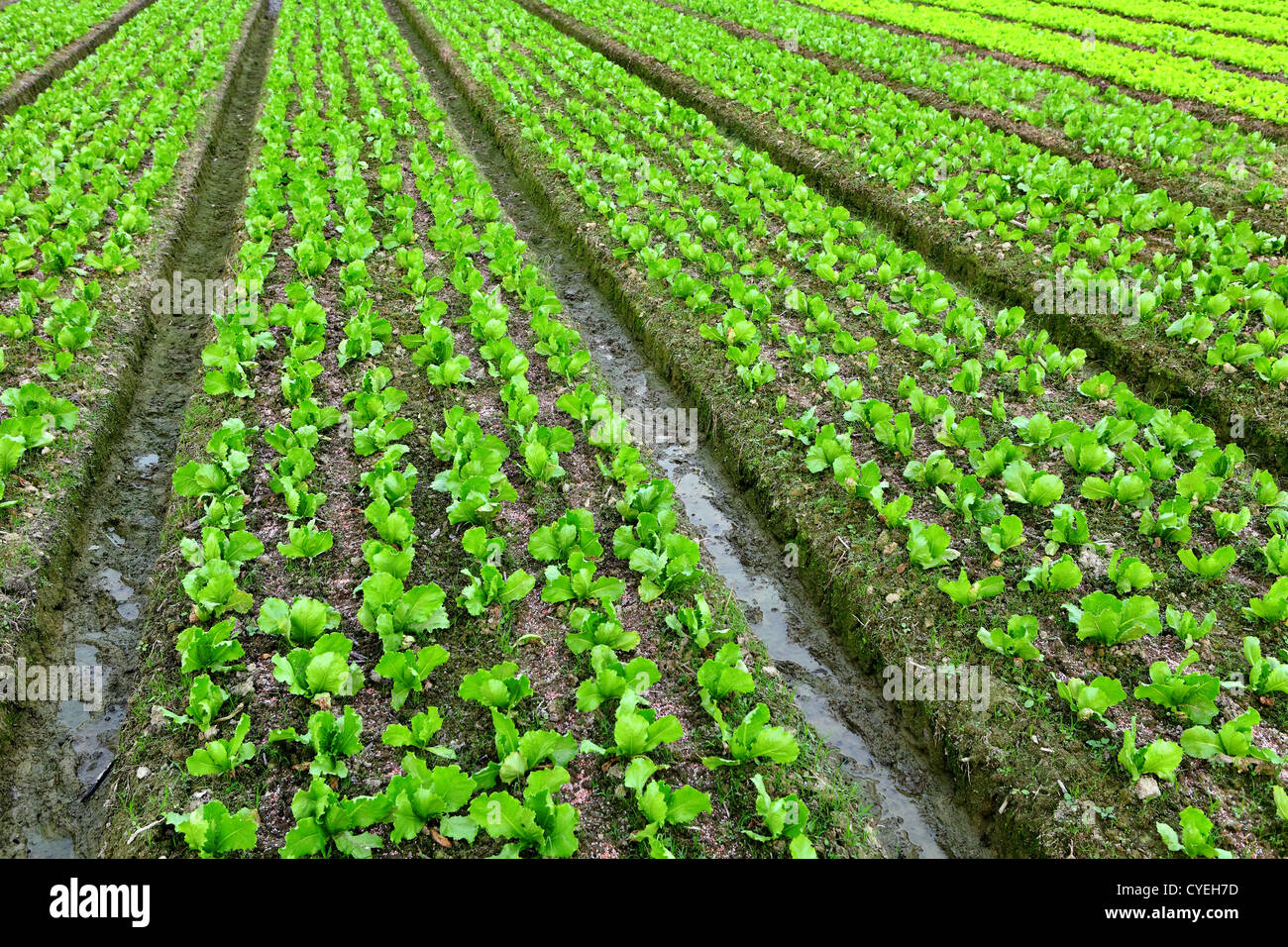 lettuce plant in field Stock Photo - Alamy