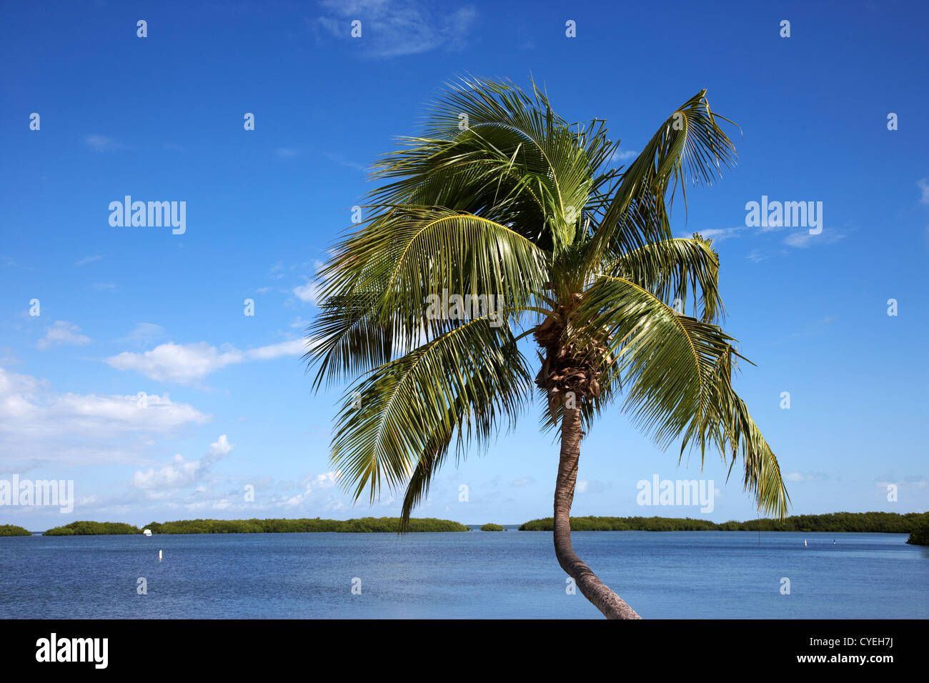 Florida beach palm tree hi-res stock photography and images - Alamy
