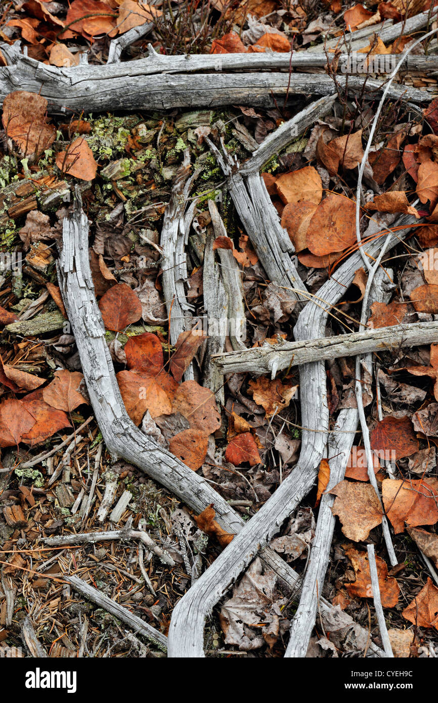 Decaying leaf litter hi-res stock photography and images - Alamy