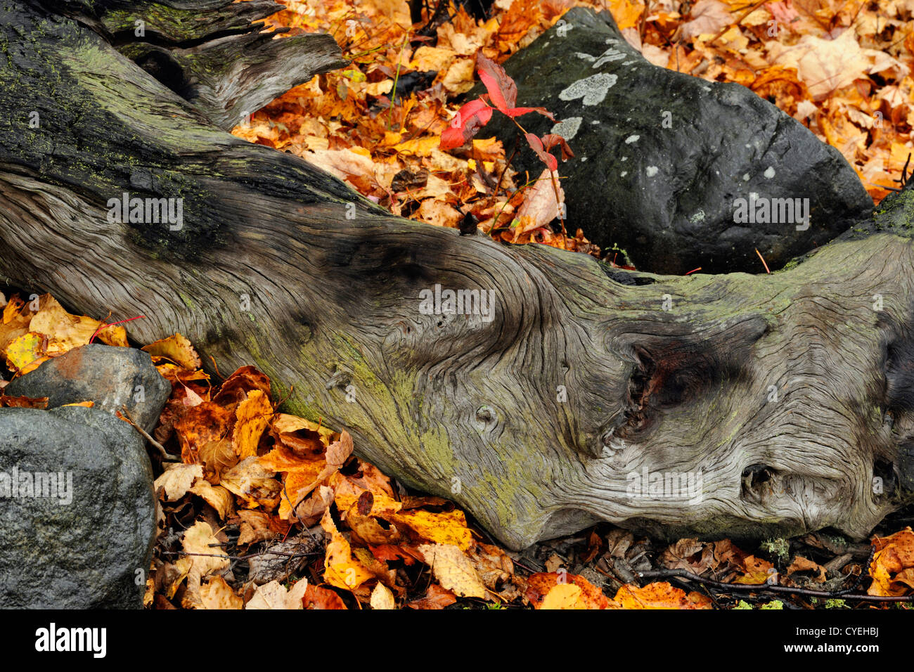 Woodland floor with a decaying log and fallen leaves, Greater Sudbury ...