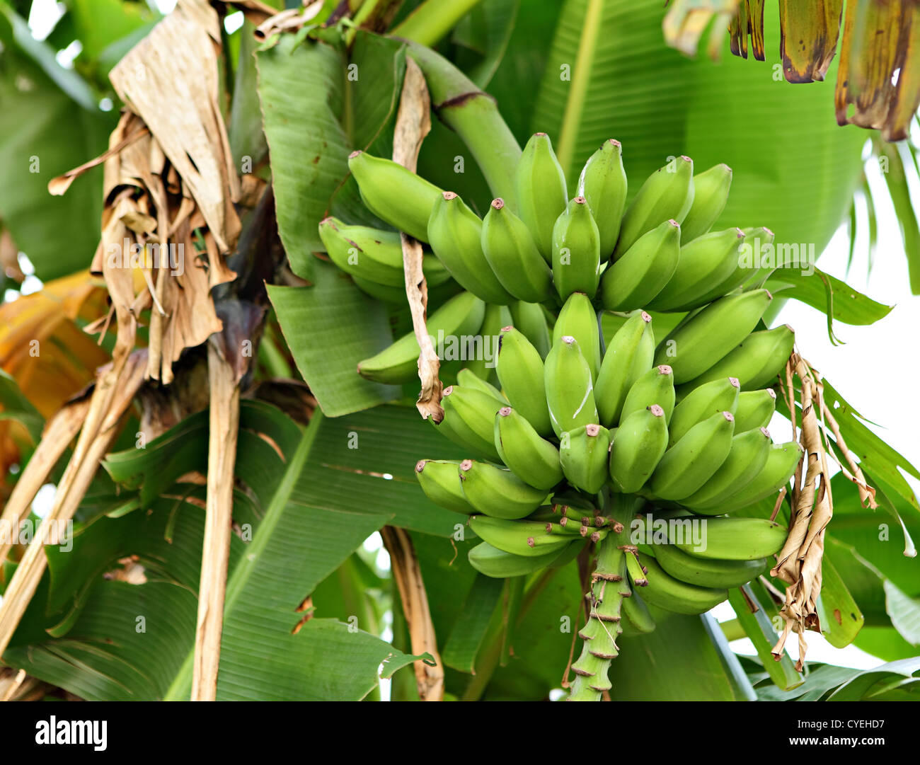 banana on tree Stock Photo - Alamy