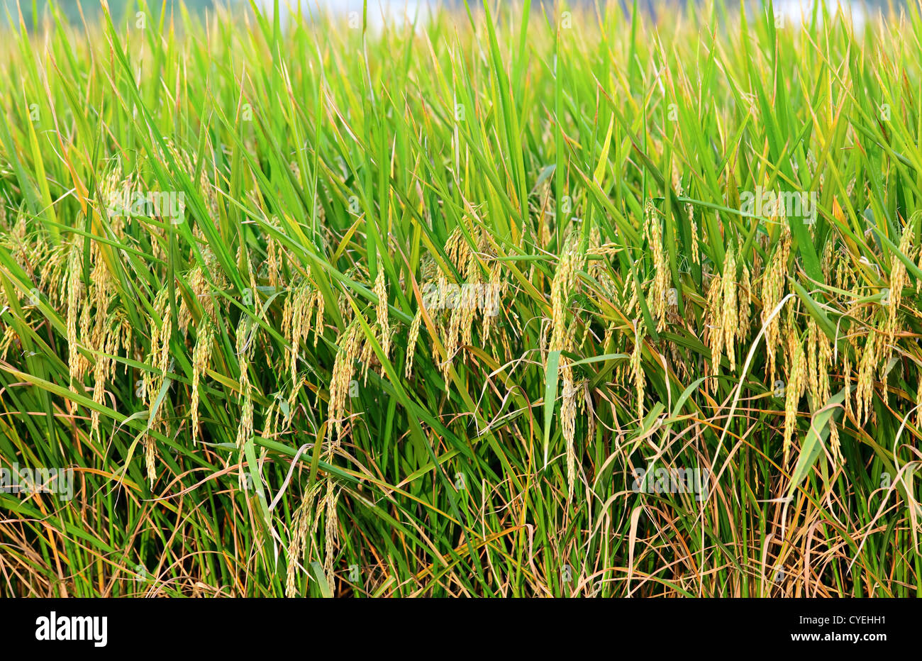 paddy rice field Stock Photo - Alamy