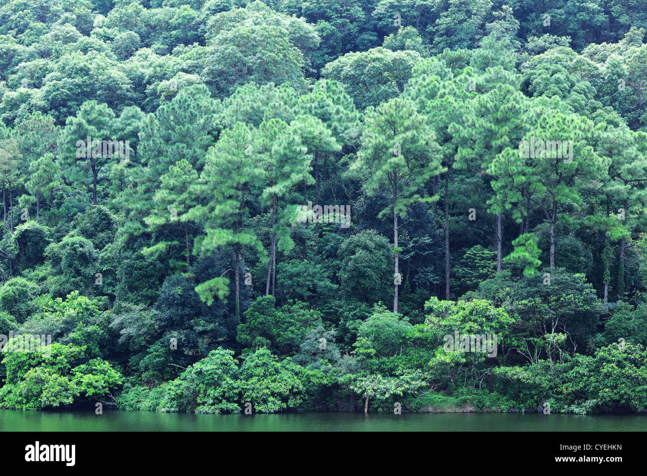 Green trees by the lake Stock Photo - Alamy