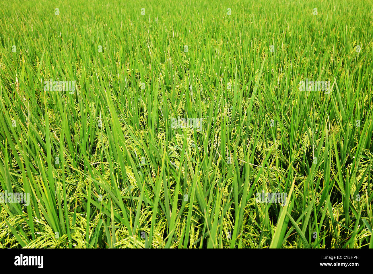 paddy rice field Stock Photo - Alamy