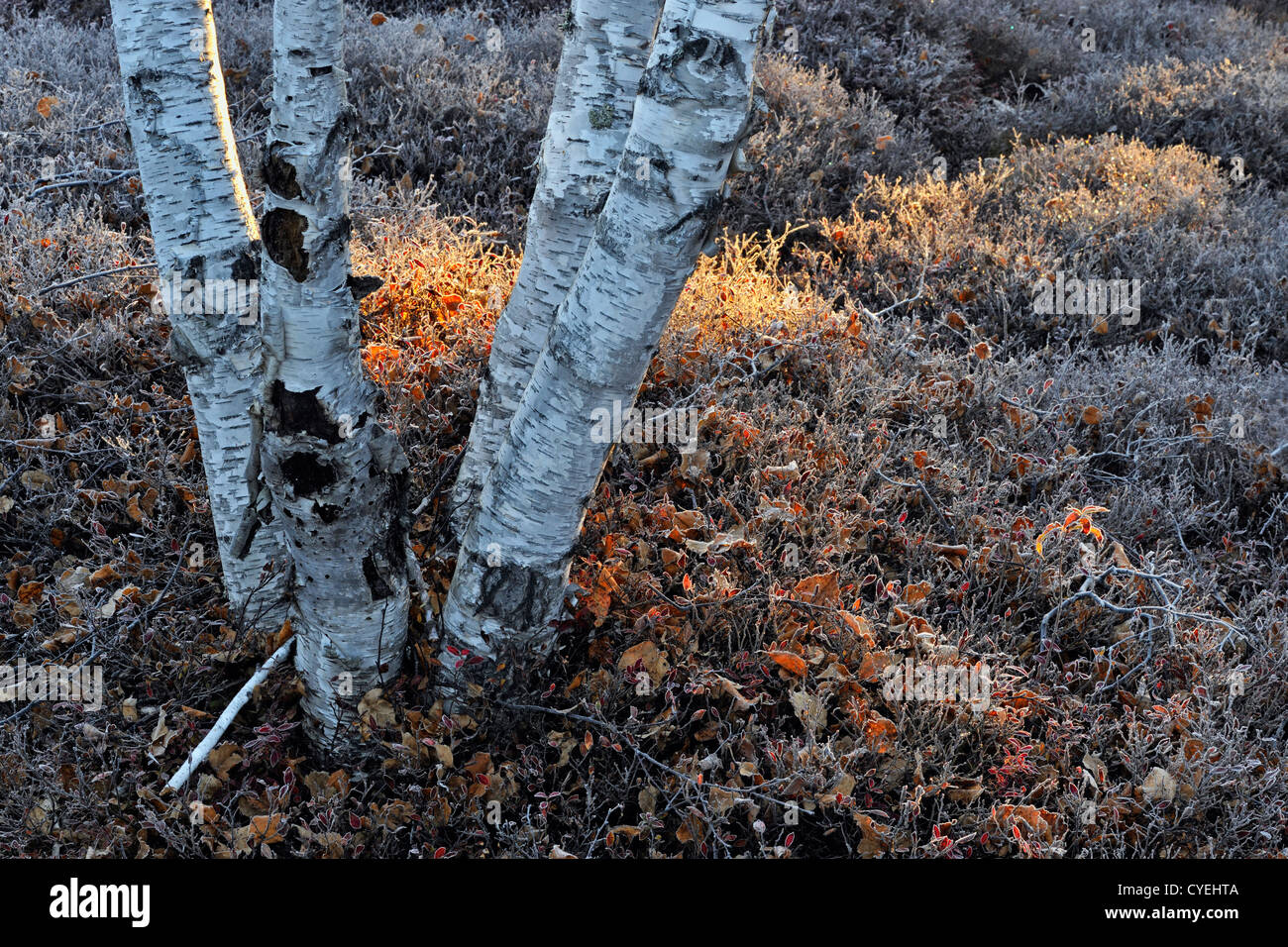 Blueberry tree hi-res stock photography and images - Alamy