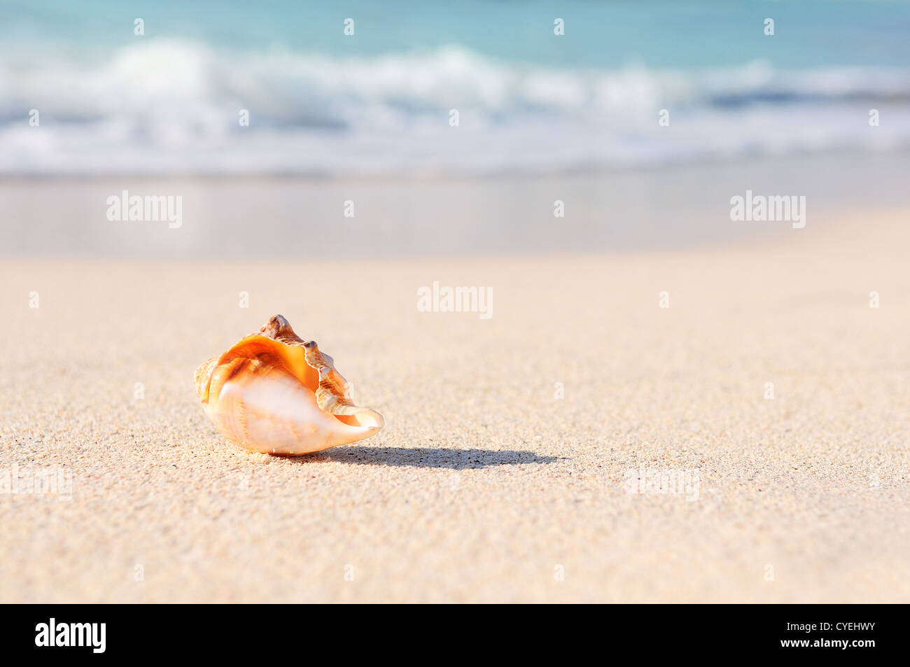 sea shells with sand as background Stock Photo - Alamy