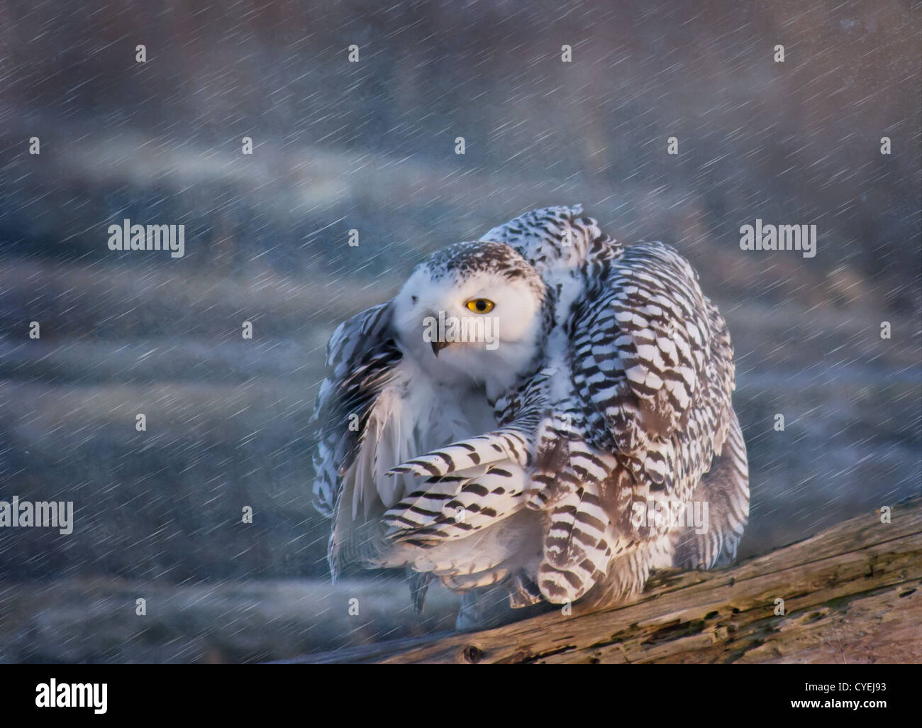 Hunched bird hi-res stock photography and images - Alamy