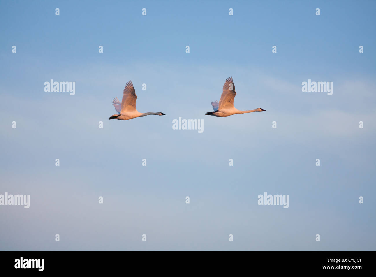 Trumpeter Swans in flight Stock Photo - Alamy