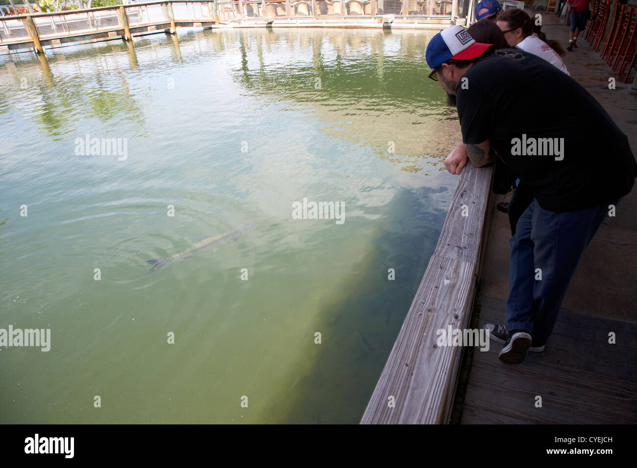 visitors hand feeding large tarpon fish swimming in shallow water in ...