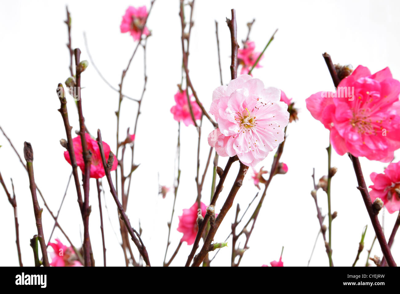 Chinese cherry blossoms hi-res stock photography and images - Alamy