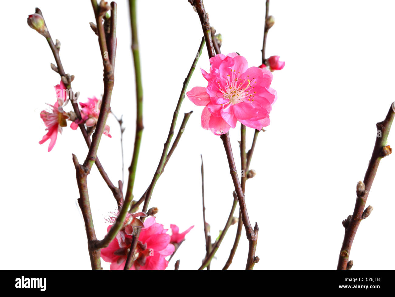 Chinese cherry blossoms hi-res stock photography and images - Alamy
