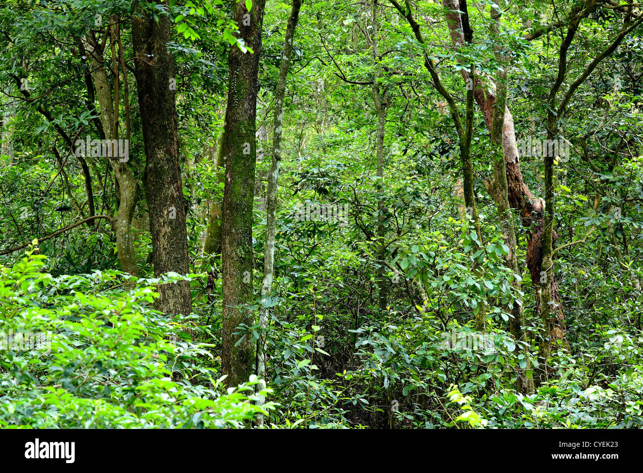 Jungle plants hi-res stock photography and images - Alamy