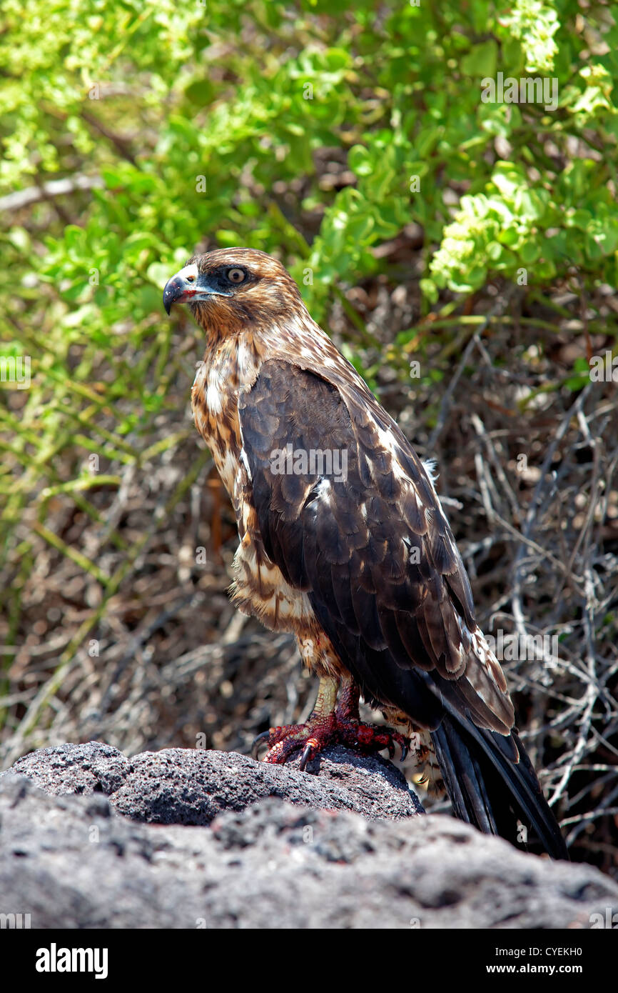 Galapagos Hawk on Santa Fe Stock Photo - Alamy