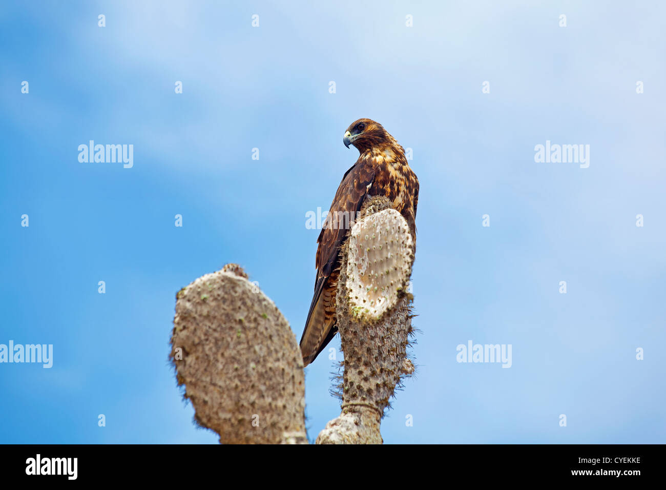 Galapagos hawk on a cactus hi-res stock photography and images - Alamy