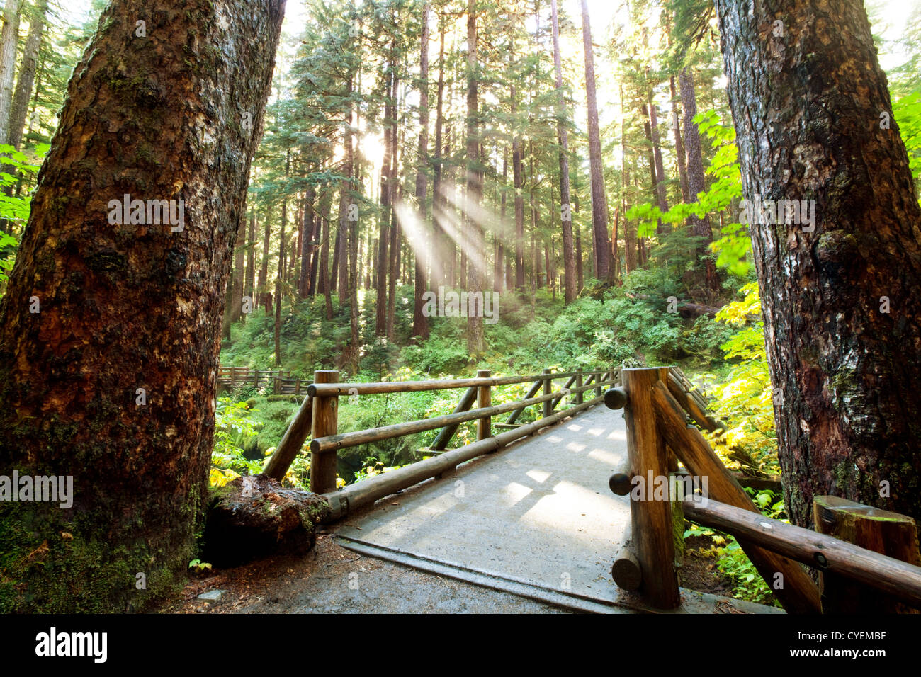 boardwalk in forest Stock Photo - Alamy