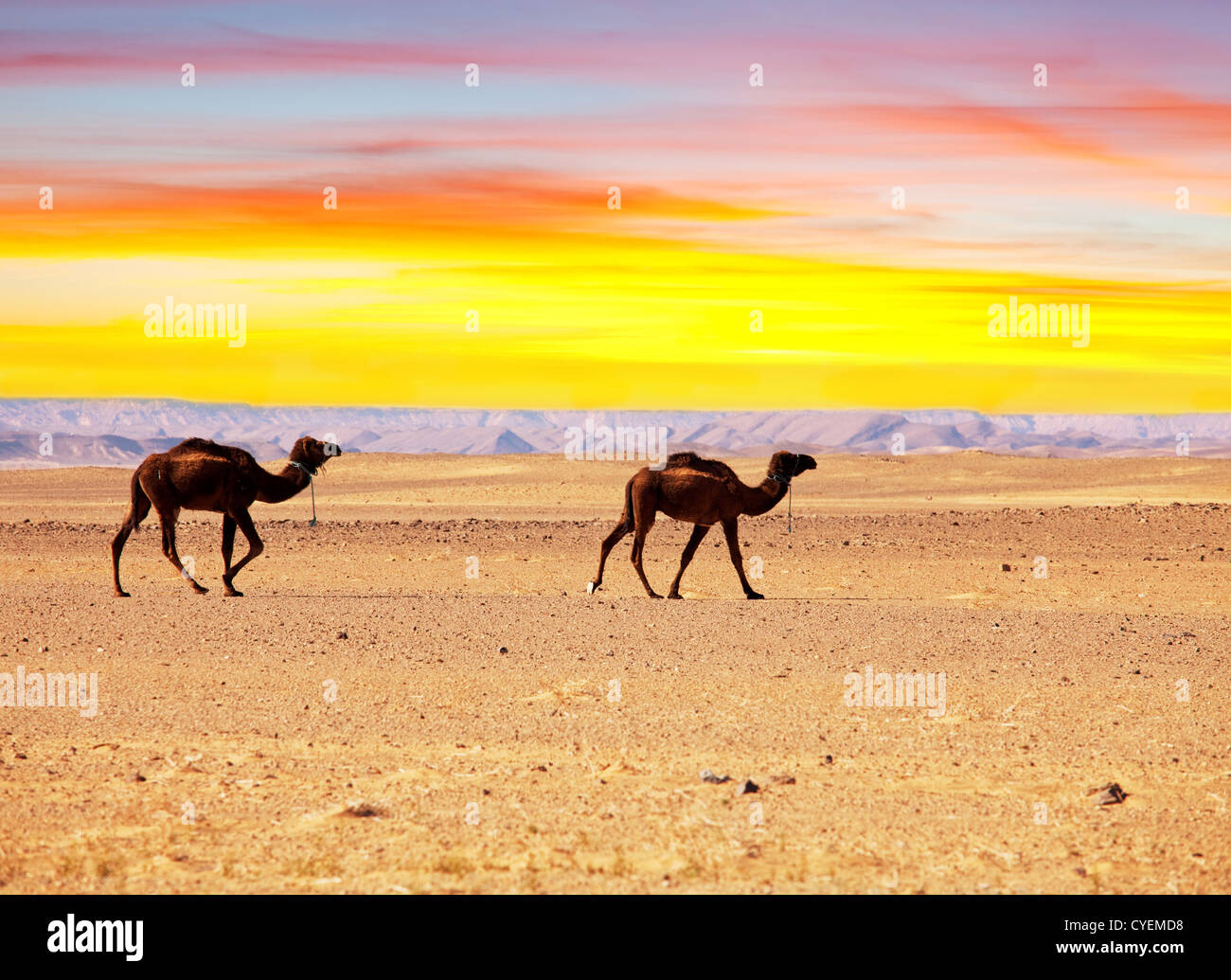 Camel at sunset Stock Photo - Alamy