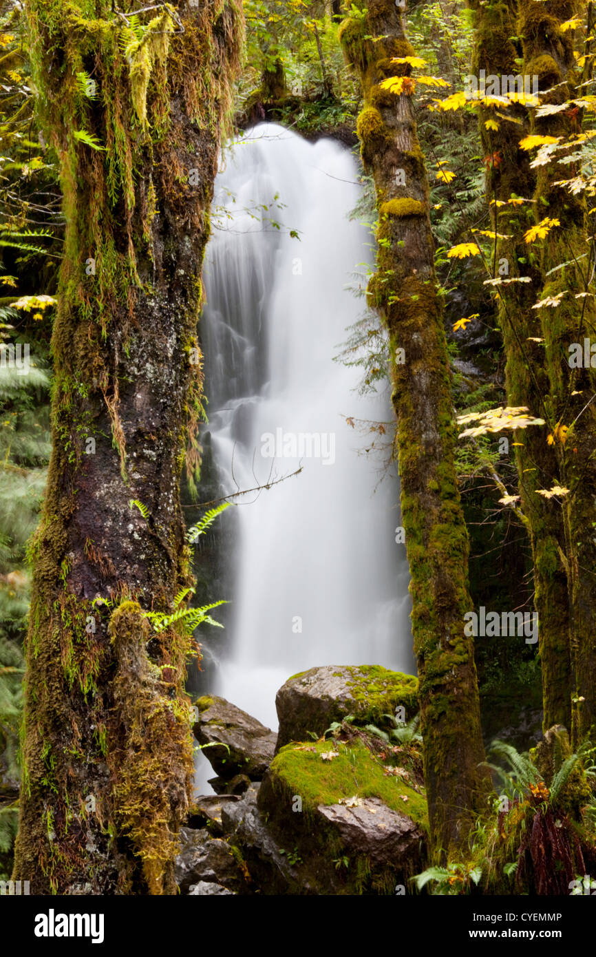 waterfall in Olympic National Park,USA Stock Photo - Alamy