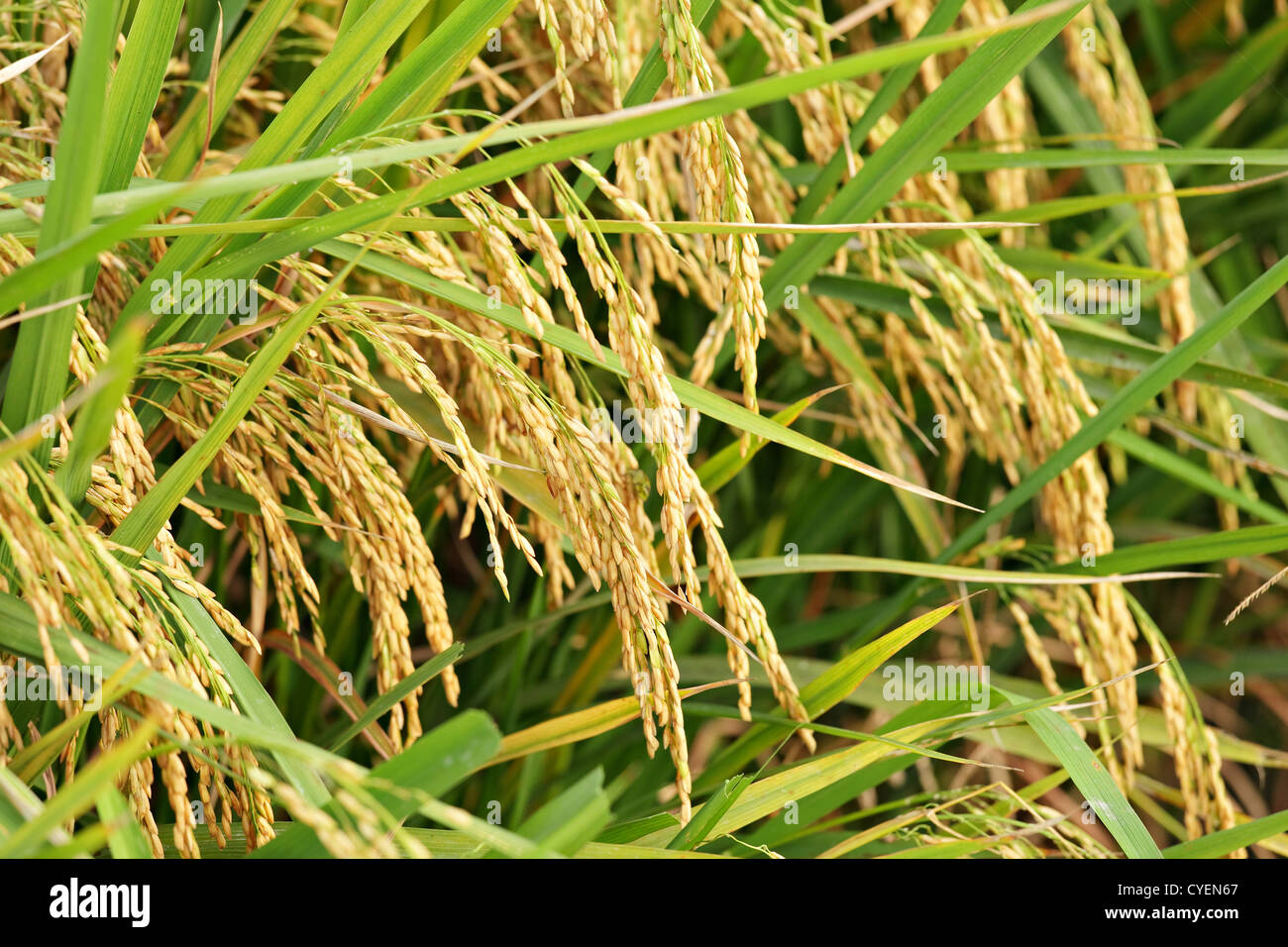 ripe paddy rice Stock Photo - Alamy