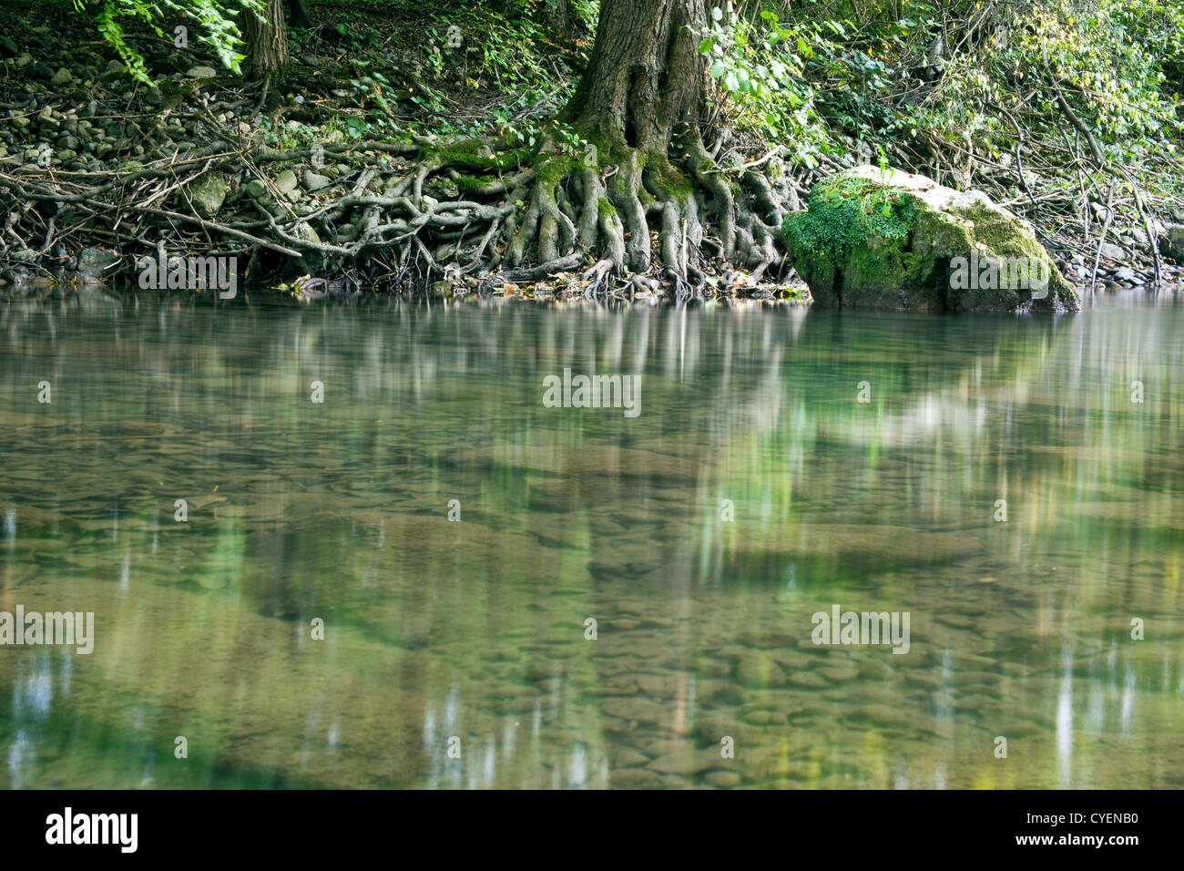 Wooden Roots On Edge Of River Stock Photo - Alamy