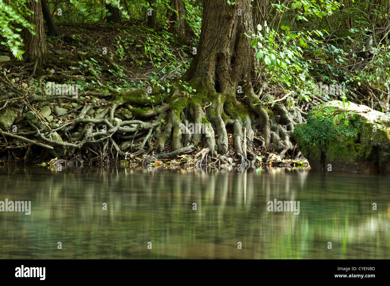 Wooden Roots On Edge Of River Stock Photo - Alamy
