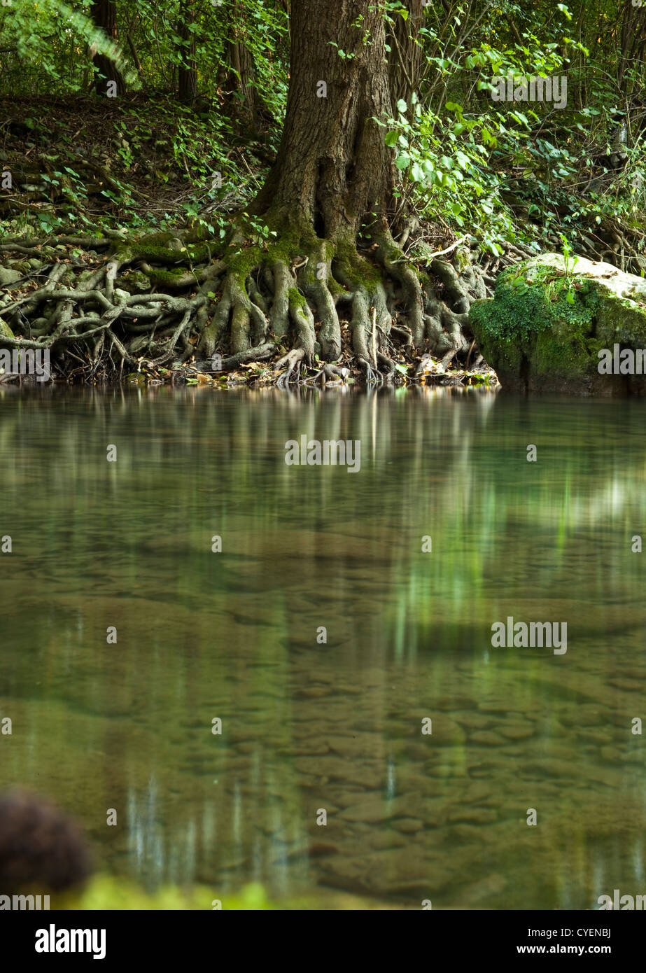 Wooden Roots On Edge Of River Stock Photo - Alamy