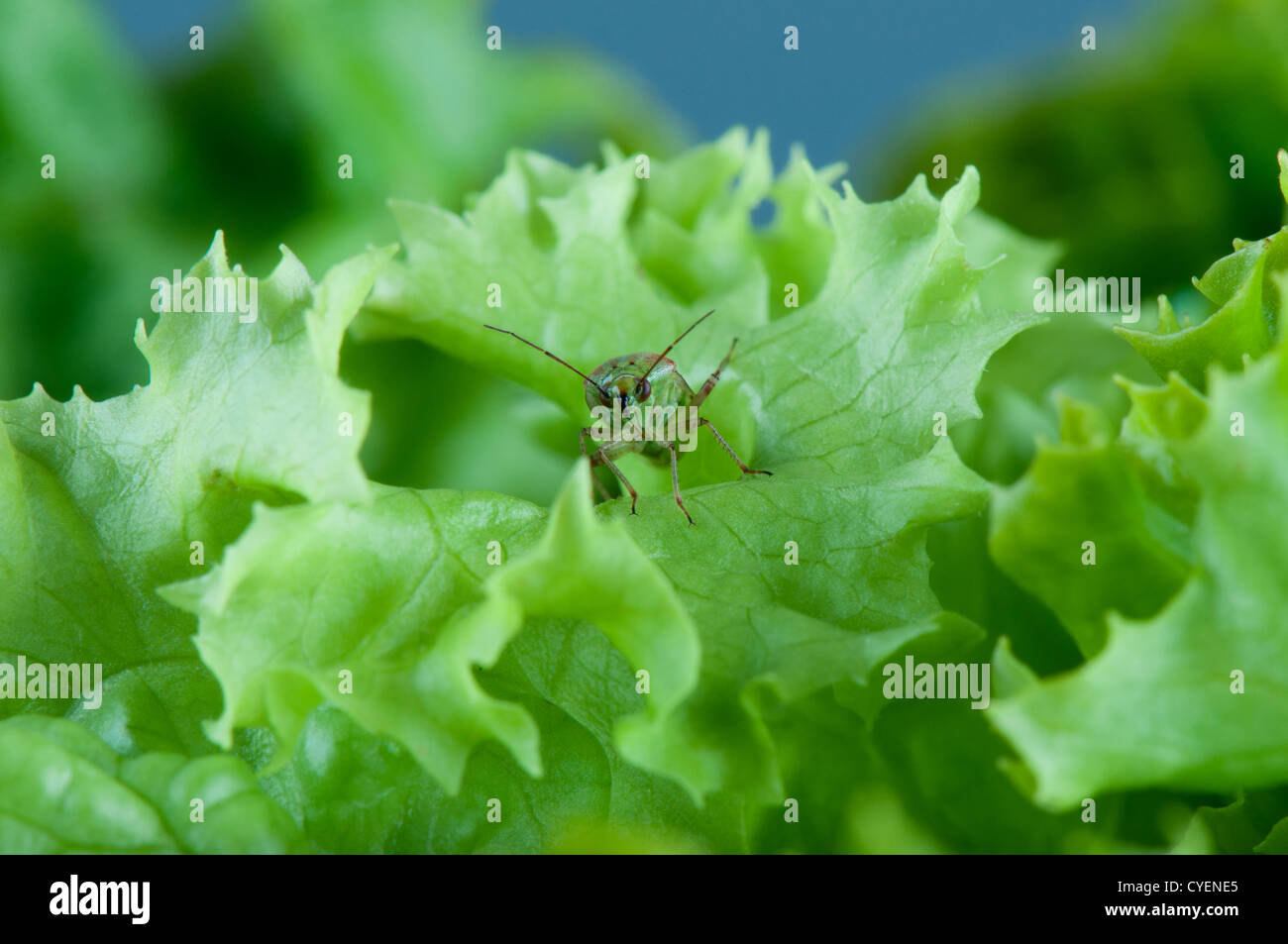 Mirid bug front view on a salad leaves Stock Photo - Alamy