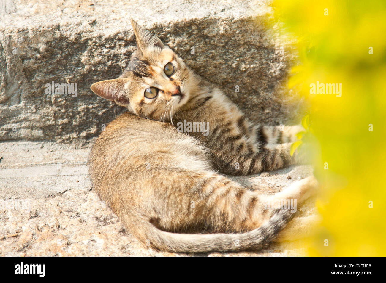 A kitten cat on the ground Stock Photo - Alamy