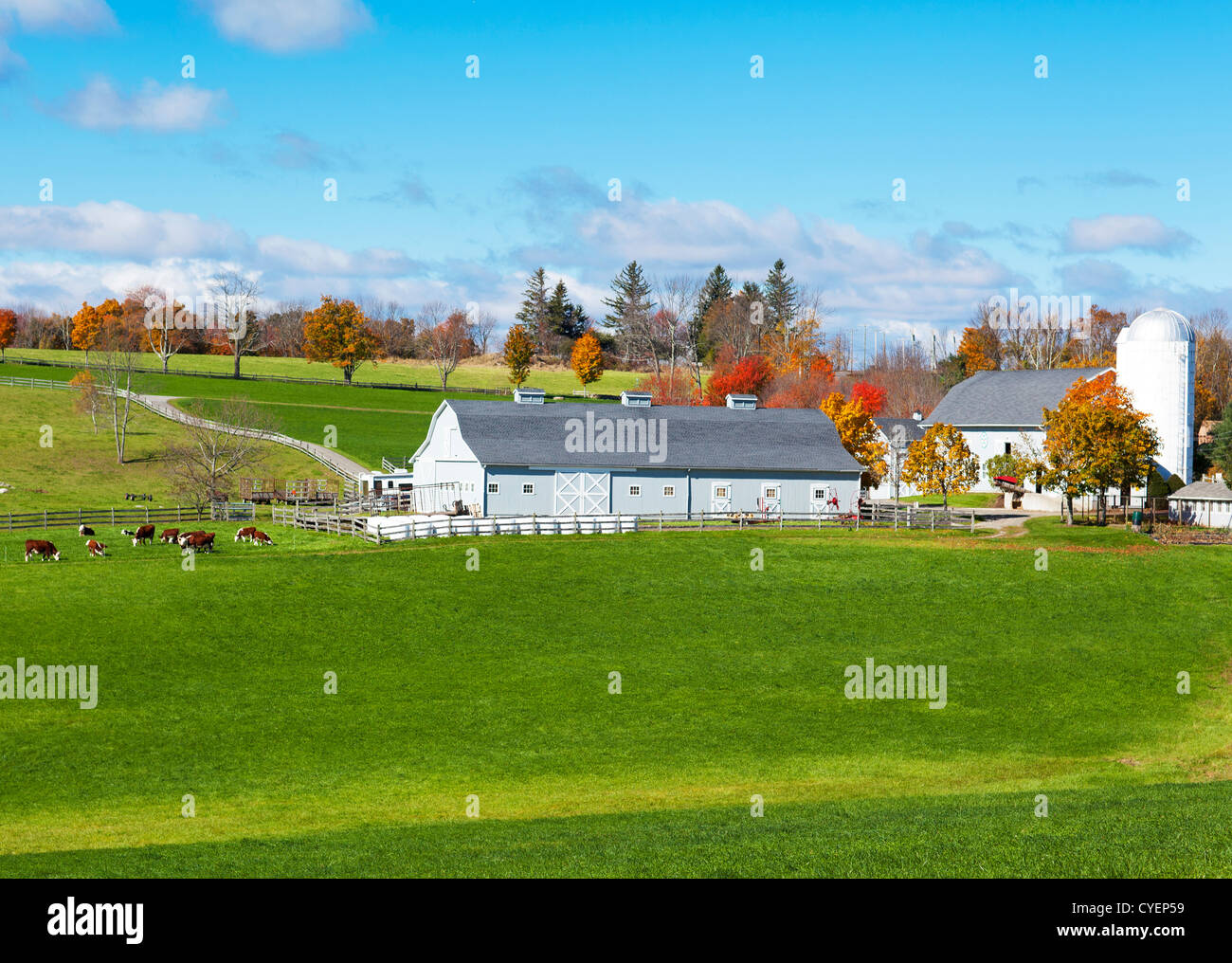 Traditional New England farm with cows Stock Photo - Alamy
