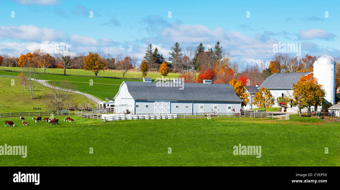 Farmhouse with cows hi-res stock photography and images - Alamy