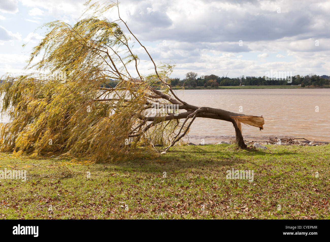 Wind damaged willow tree Stock Photo - Alamy Wind damaged willow tree Stock Photo - Alamy