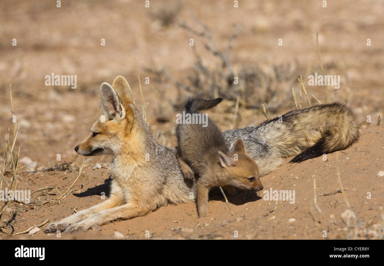 cape fox with baby playing Stock Photo - Alamy