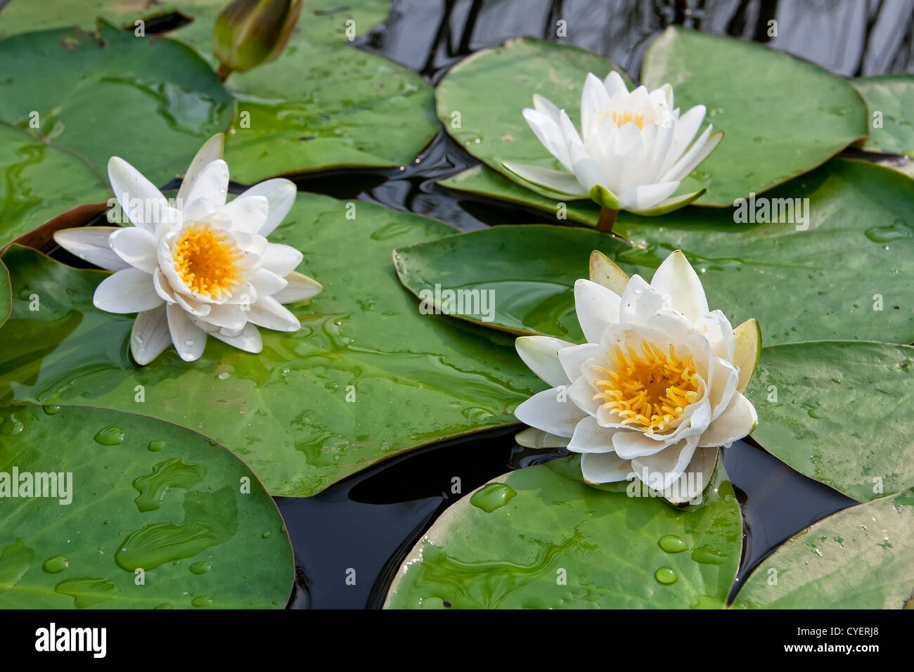 White water lily Stock Photo - Alamy