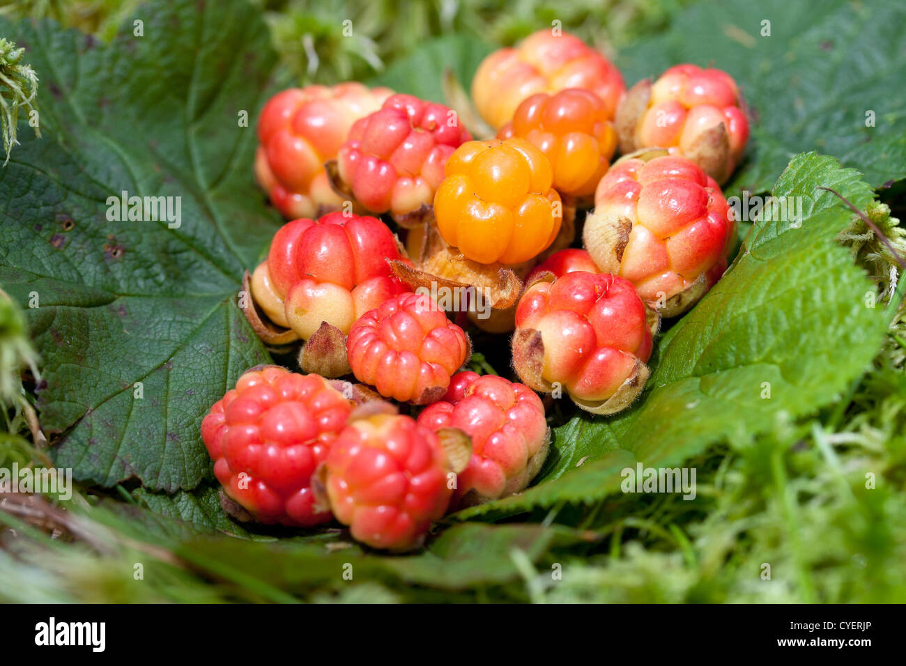 Arctic cloudberry hi-res stock photography and images - Alamy