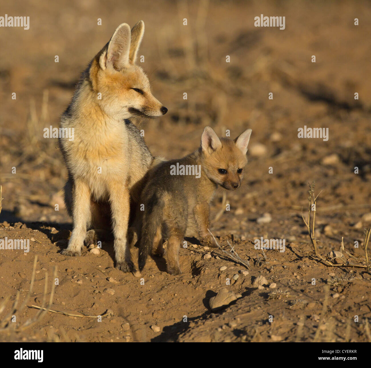 cape fox with baby at den Stock Photo - Alamy