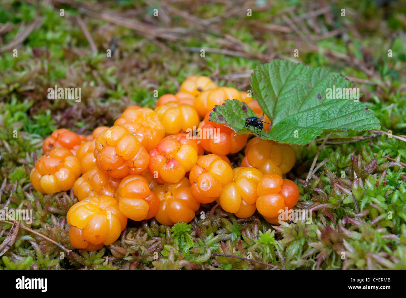 Arctic cloudberry hi-res stock photography and images - Alamy