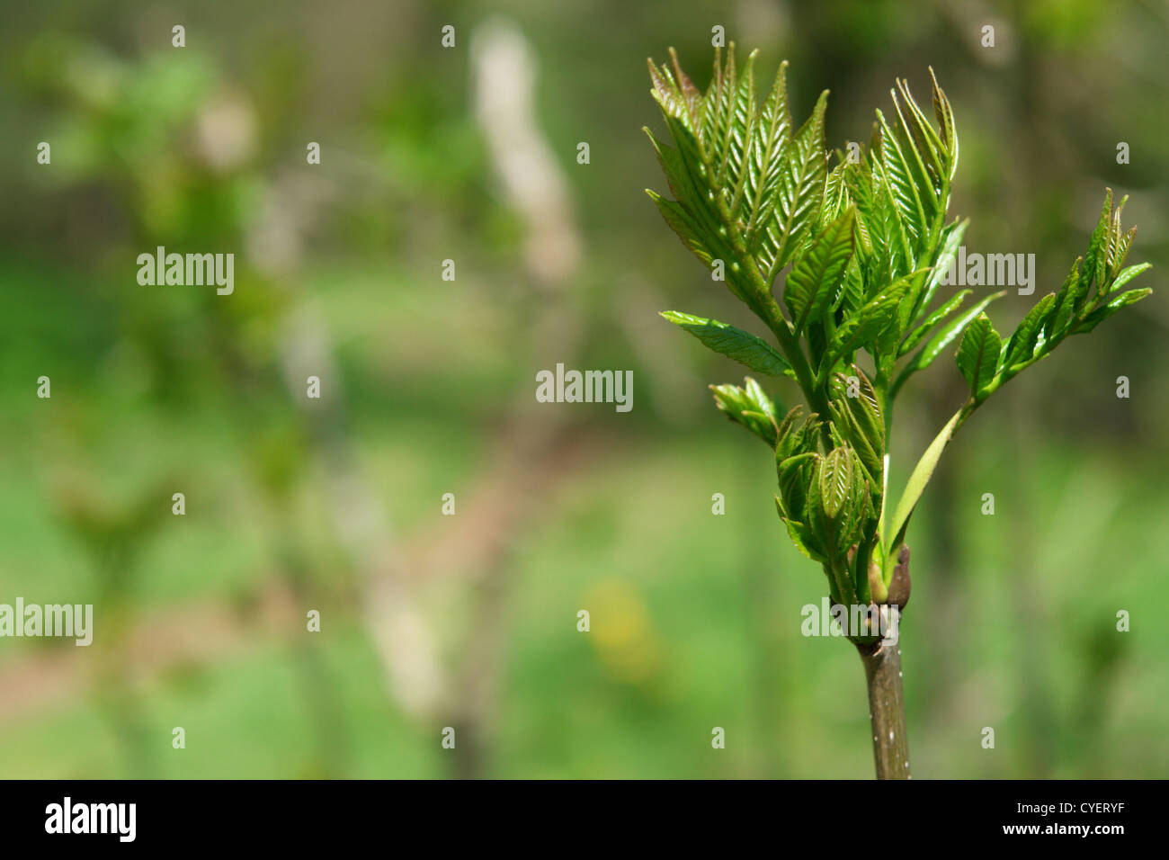 New birth growth vegetation hi-res stock photography and images - Alamy