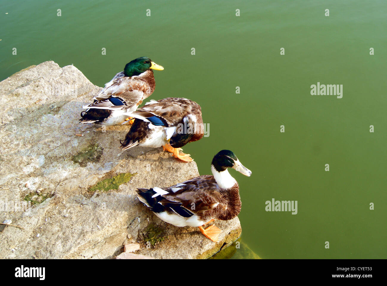 Ducks animal hi-res stock photography and images - Alamy